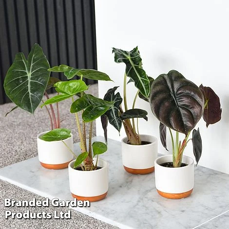 Comfort Meets Value: Shop Alocasia Cuprea Mix at Budget-Friendly Prices ...